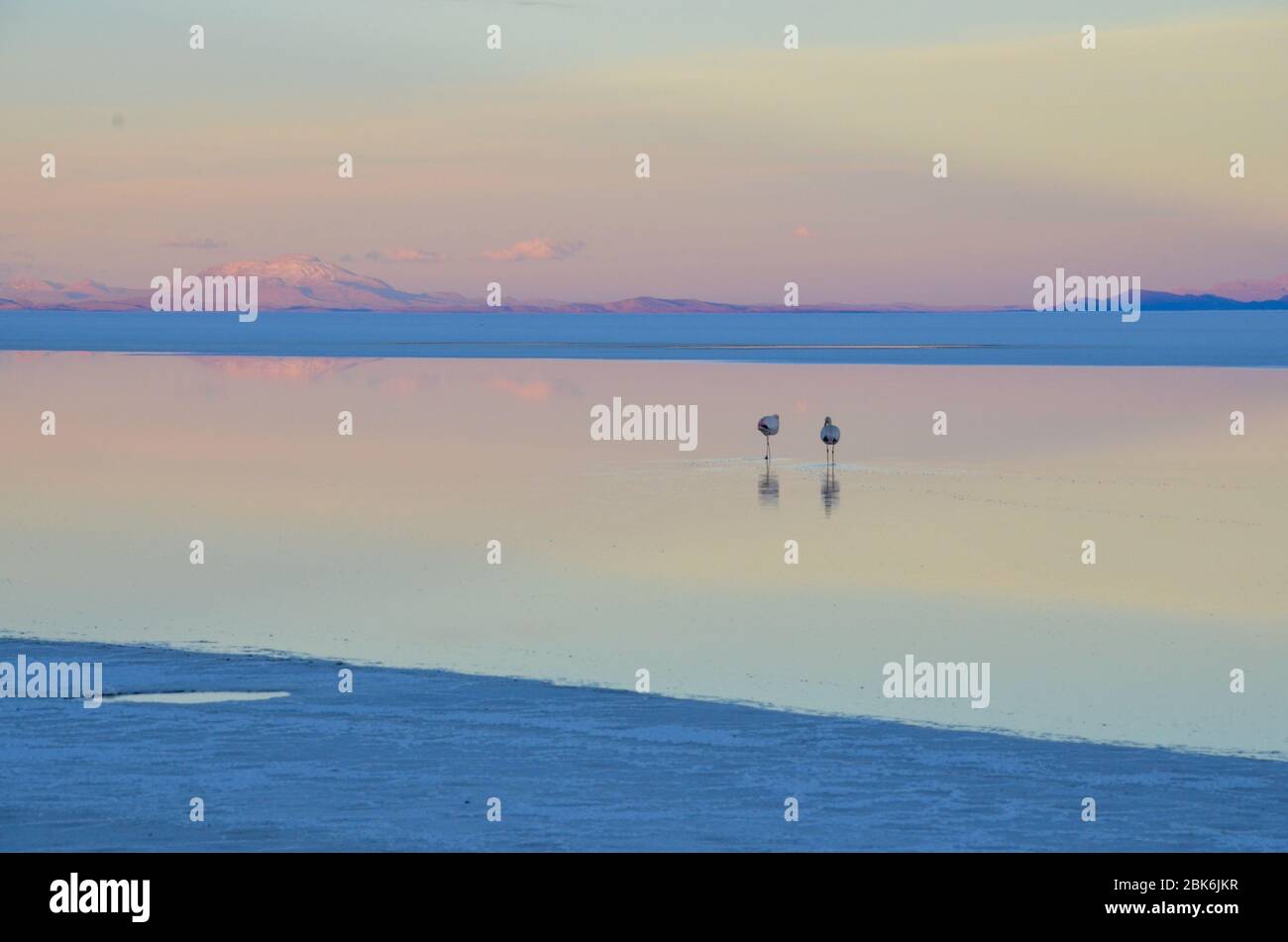 Two Flamingos at Lake Salar de Uyuni, Bolivia Stock Photo - Alamy