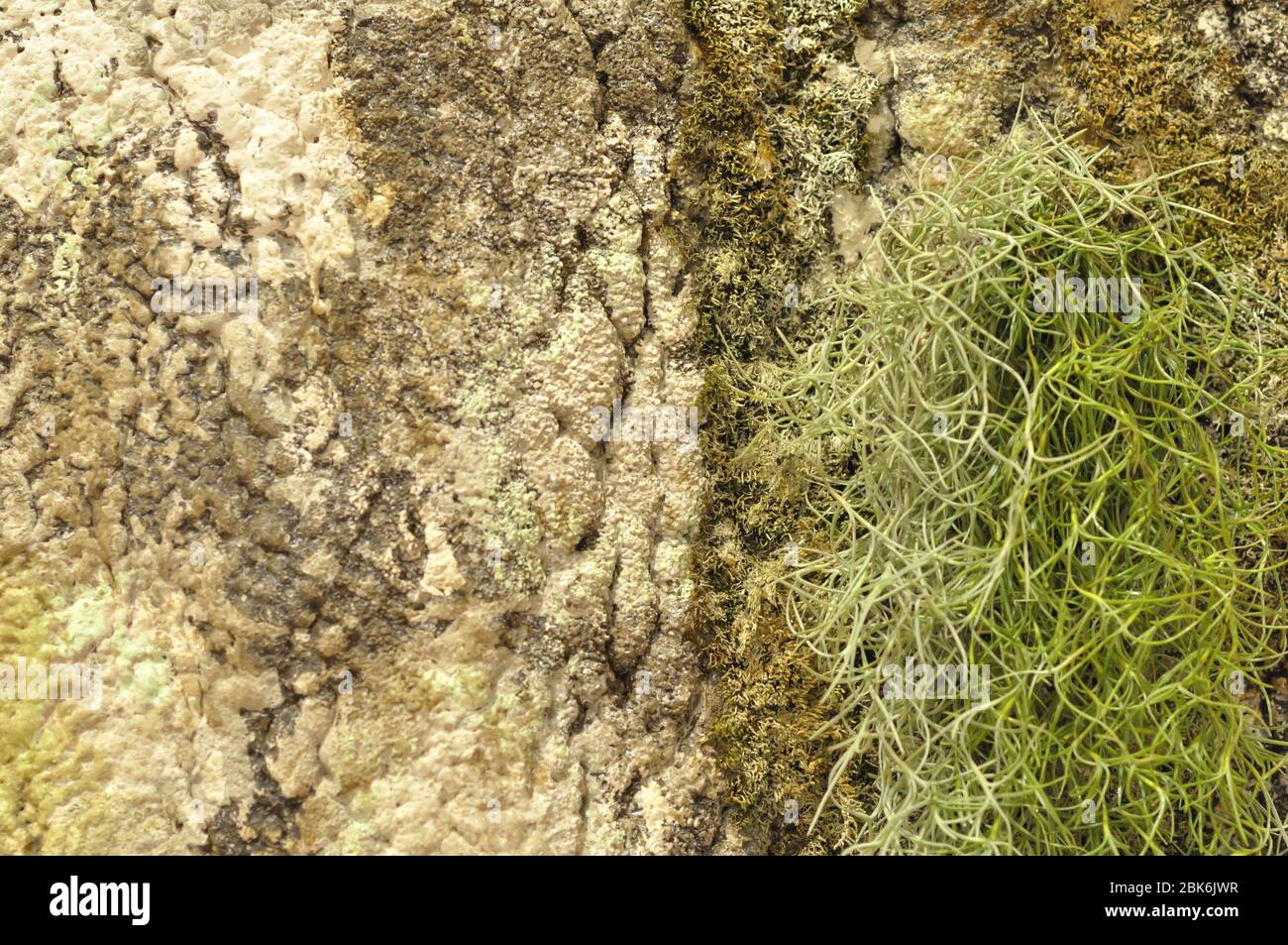 Texture of artificial bark Stock Photo - Alamy