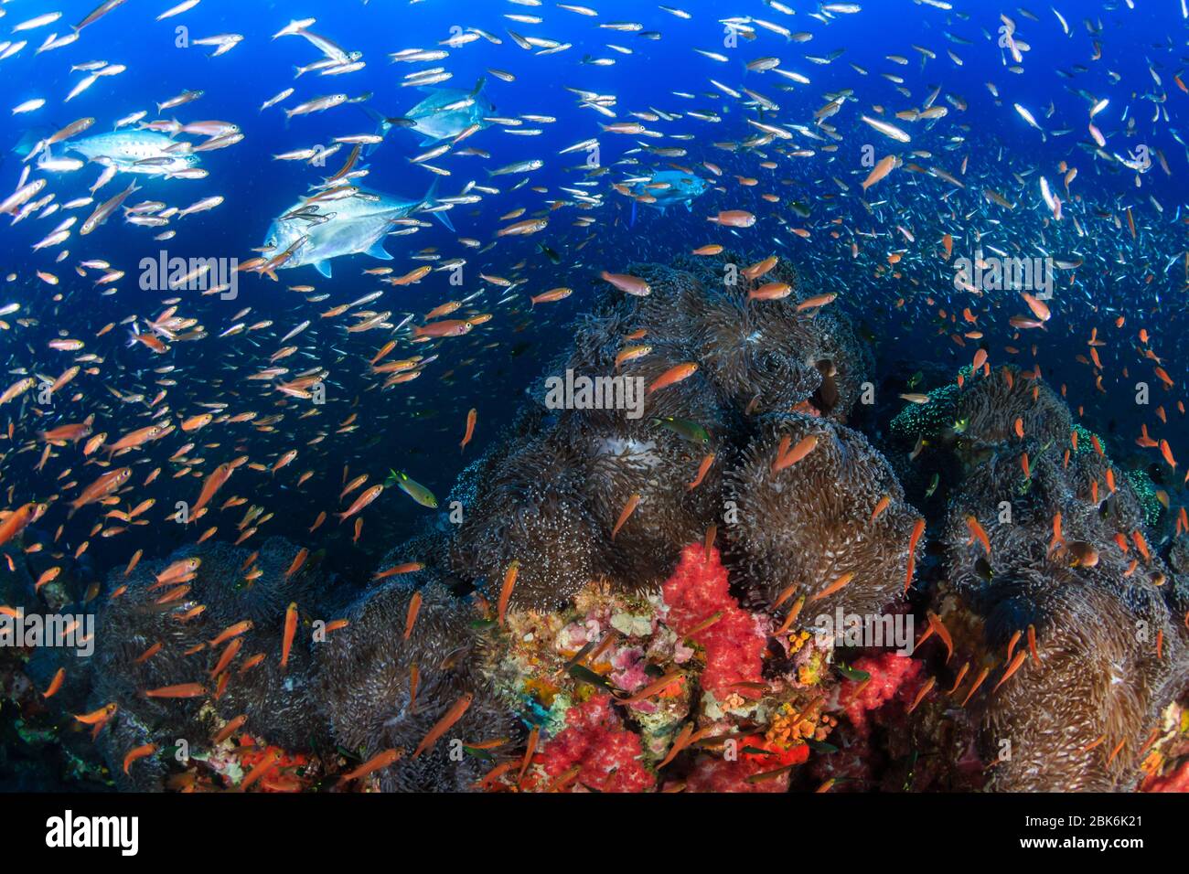 Tropical fish on a colorful underwater coral reef in the Andaman Sea ...