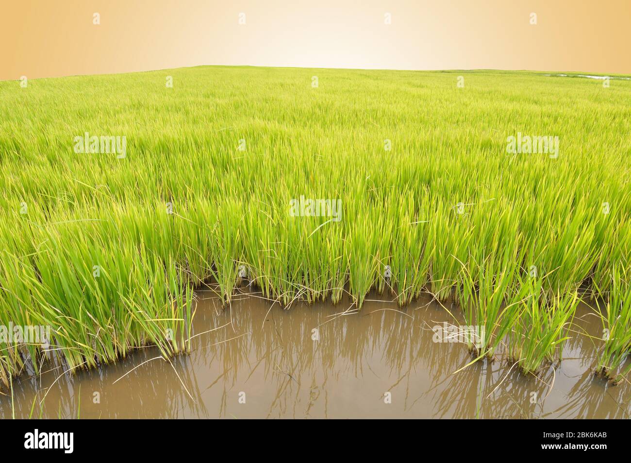 Rice field in morning Stock Photo - Alamy