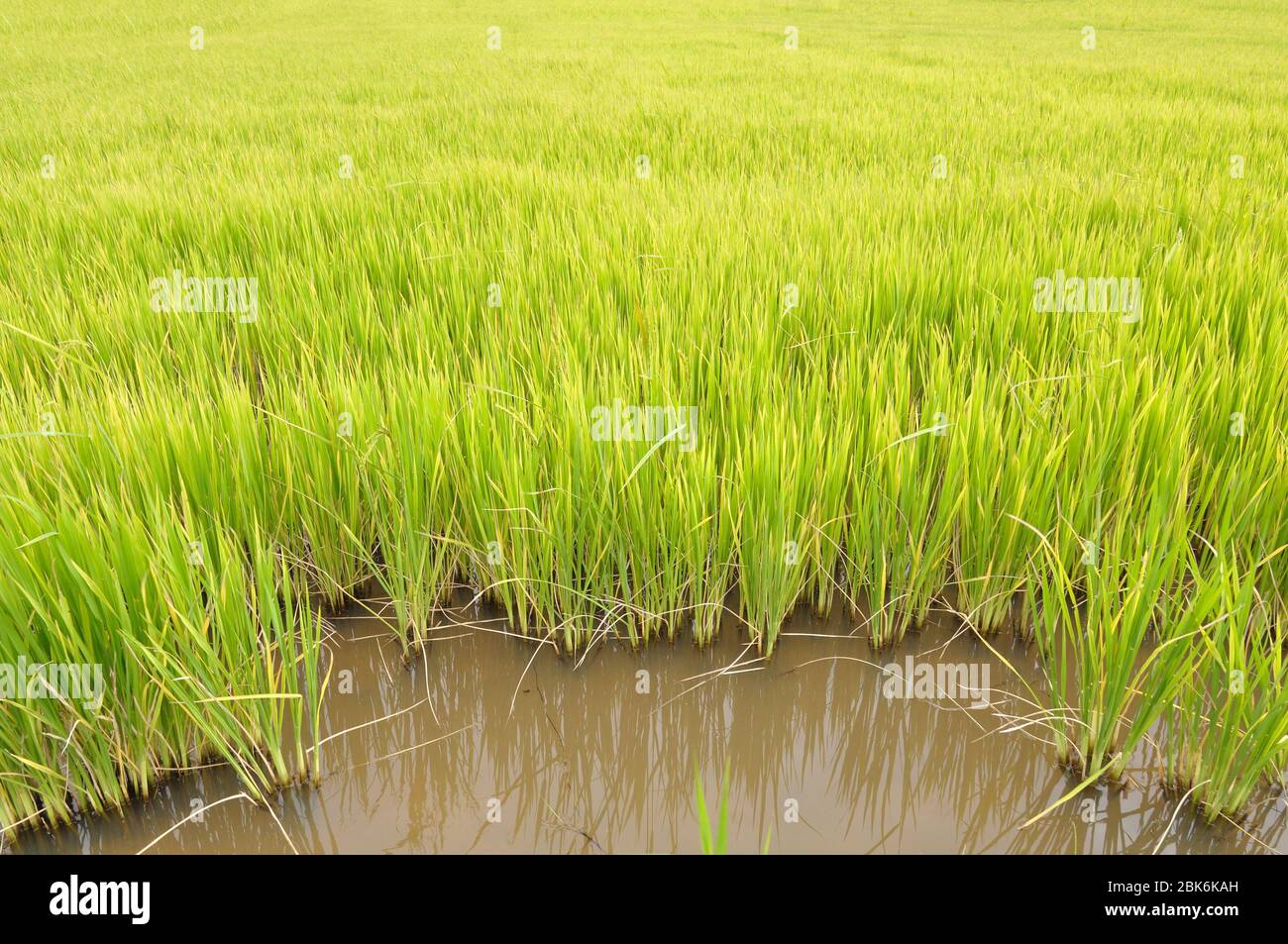 Fall and rice field and china hi-res stock photography and images - Alamy