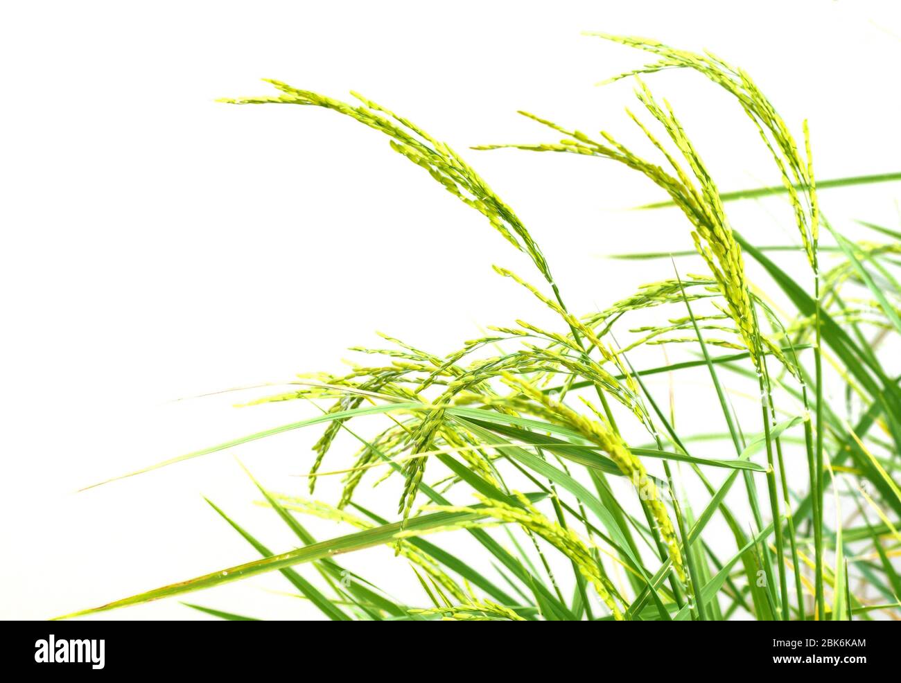 Paddy rice on white background Stock Photo - Alamy