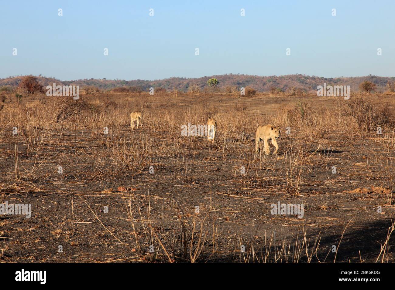Savanna africa lions hi-res stock photography and images - Alamy