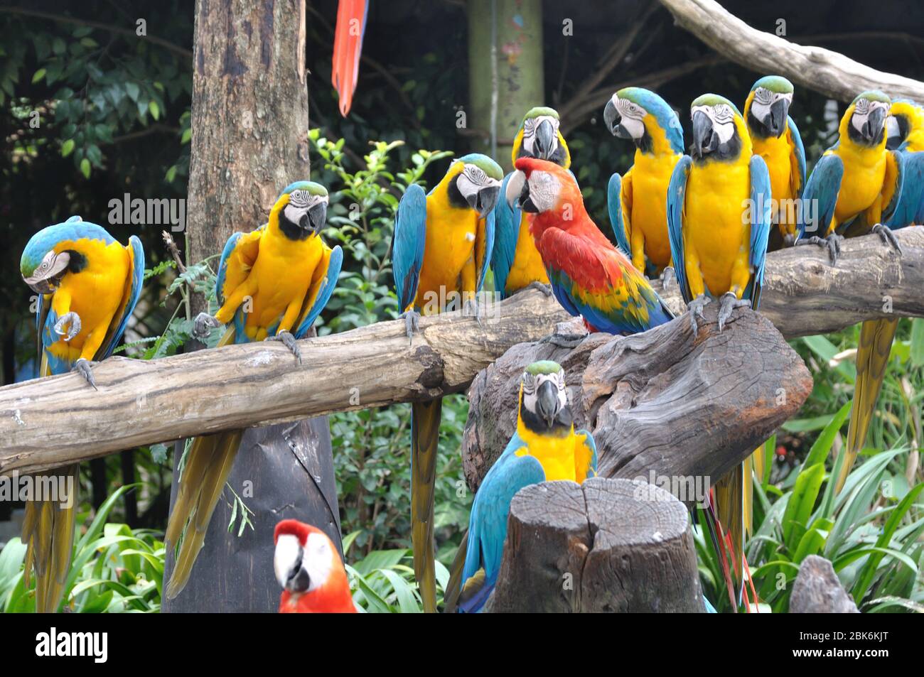 Group of colorful macaw Stock Photo - Alamy