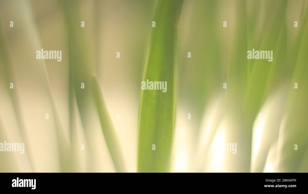 Grass green blur effect lens photo Stock Photo - Alamy