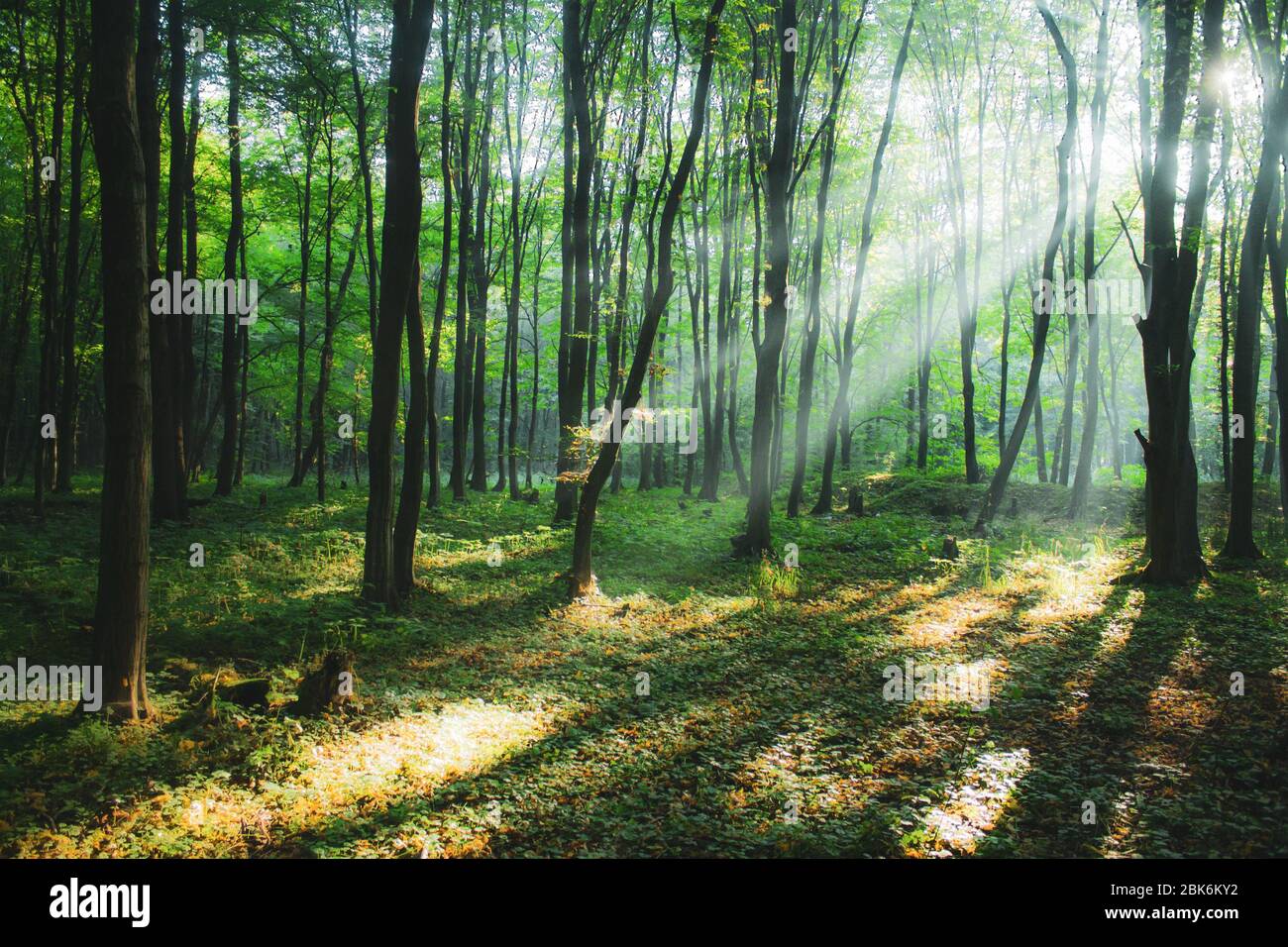 sun rays in green summer forest, morning beauty in nature, light in ...