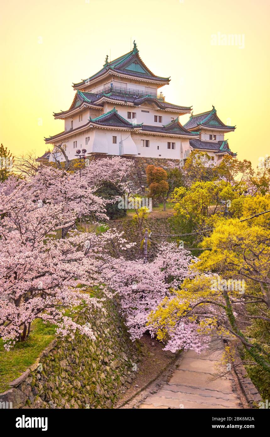 Japanese Cherry Blossom Castle