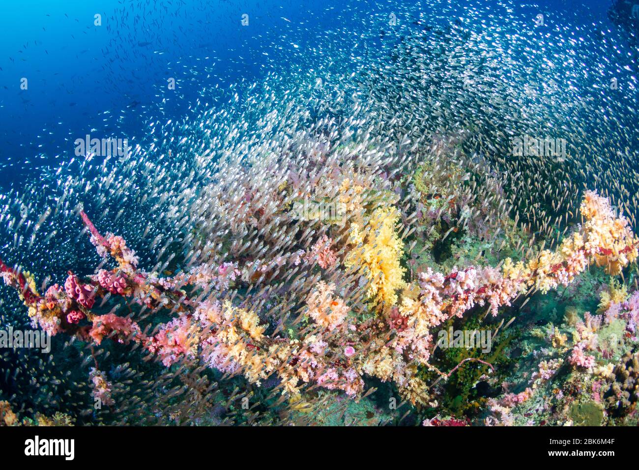 Beautiful schools of fish hi-res stock photography and images - Alamy