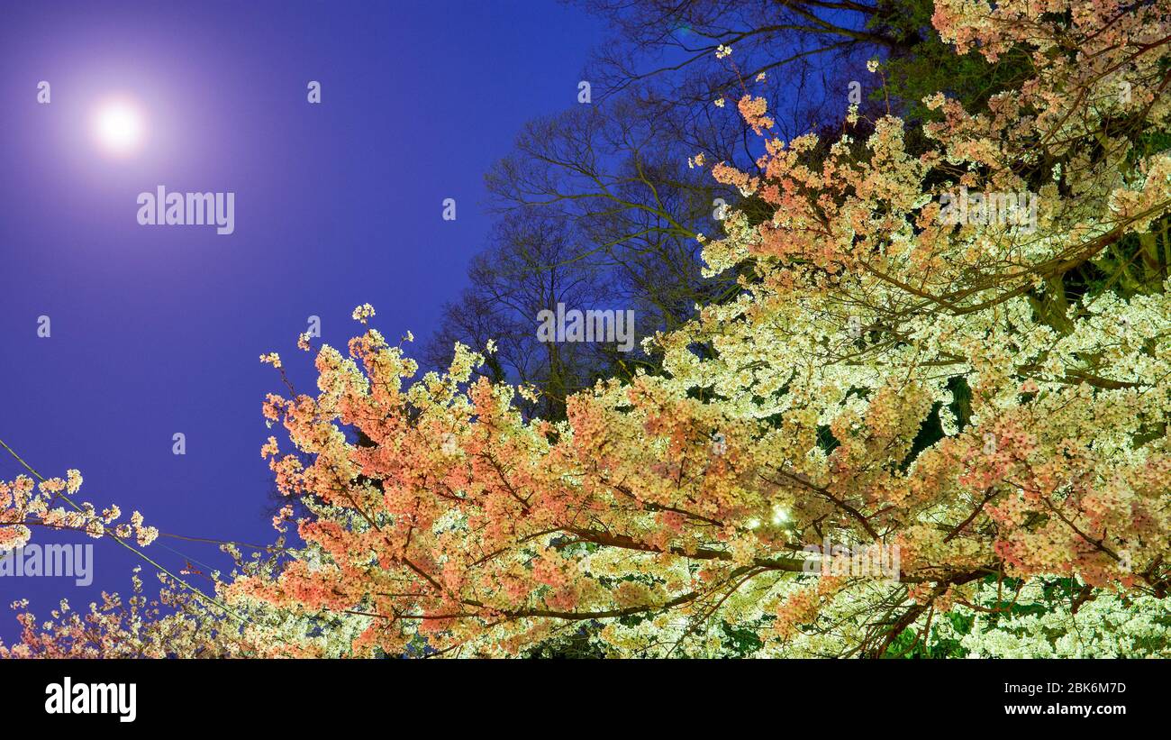 Night viewing of Sakura (yozakura), Moonlight and cherry blossoms in ...