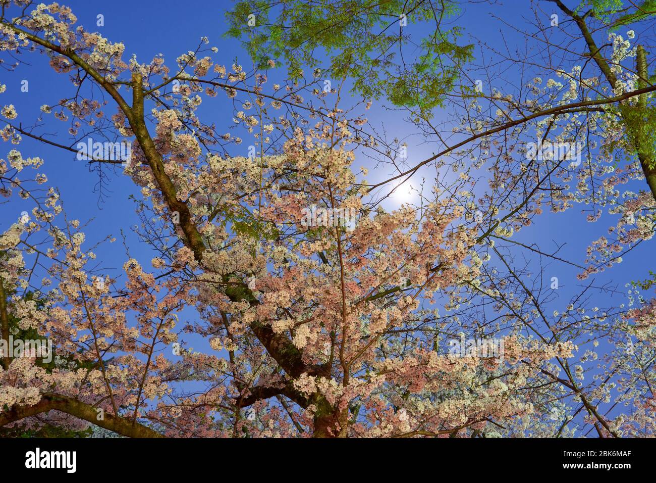 Night viewing of Sakura (yozakura), Moonlight and cherry blossoms in ...