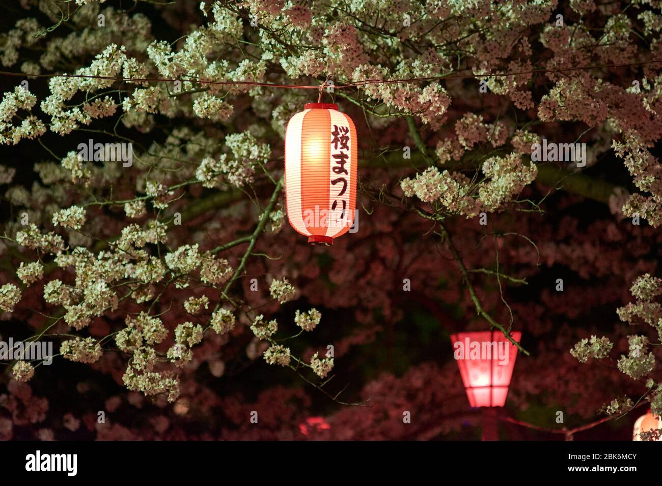 Sakura At Night Festivals