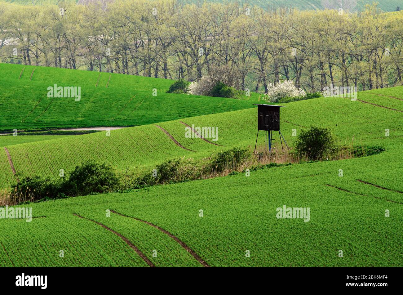 Rural spring landscape with green fields, trees and wooden hunting ...