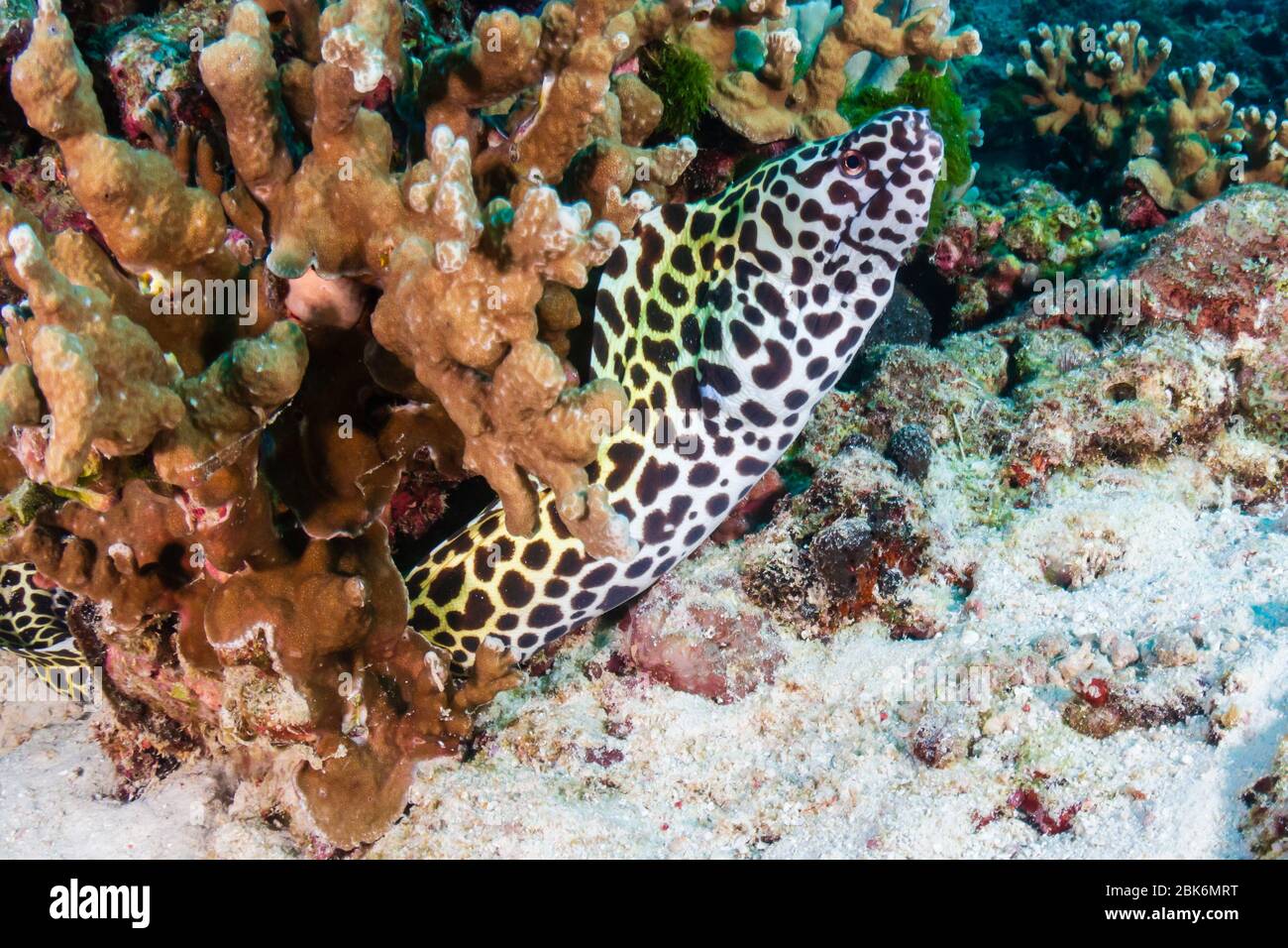 Beautiful Honeycomb Moray Eel hidden amongst hard corals on a tropical ...