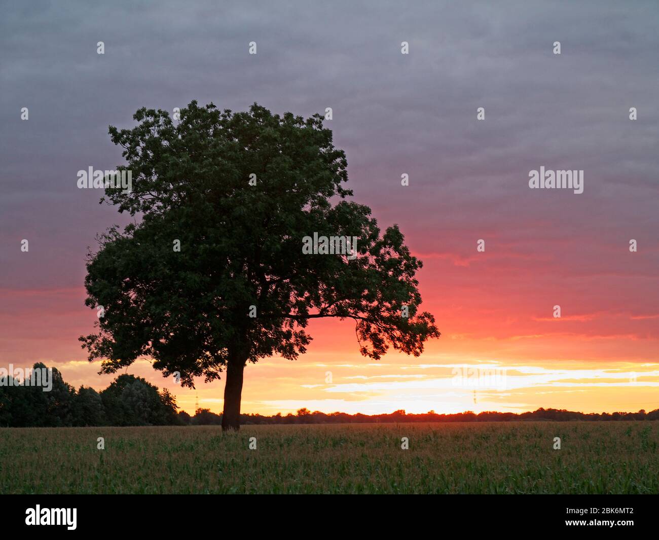 Oak tree summer field hi-res stock photography and images - Alamy