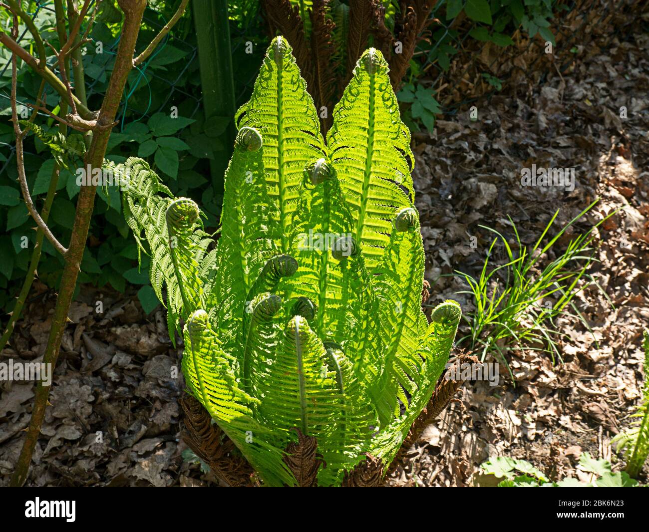Fern, in the process of sprouting Stock Photo - Alamy