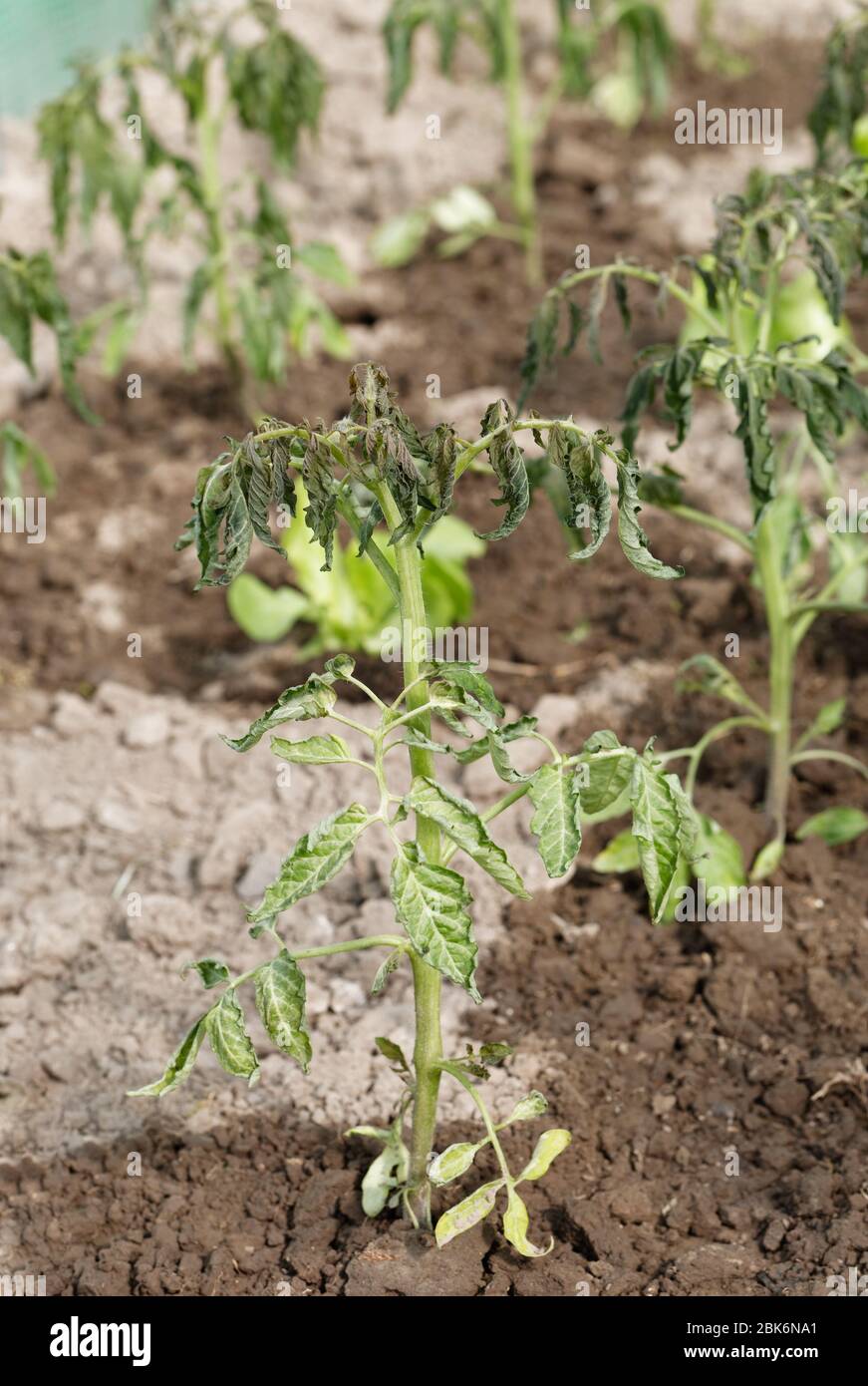 Home gardening greenhouse.Withering tomato seedlings plant quality ...