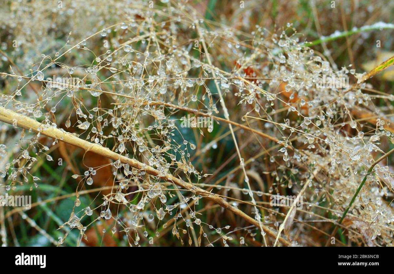 Ice dew hi-res stock photography and images - Alamy