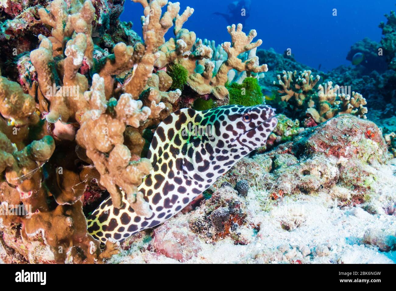 Beautiful Honeycomb Moray Eel hidden amongst hard corals on a tropical ...
