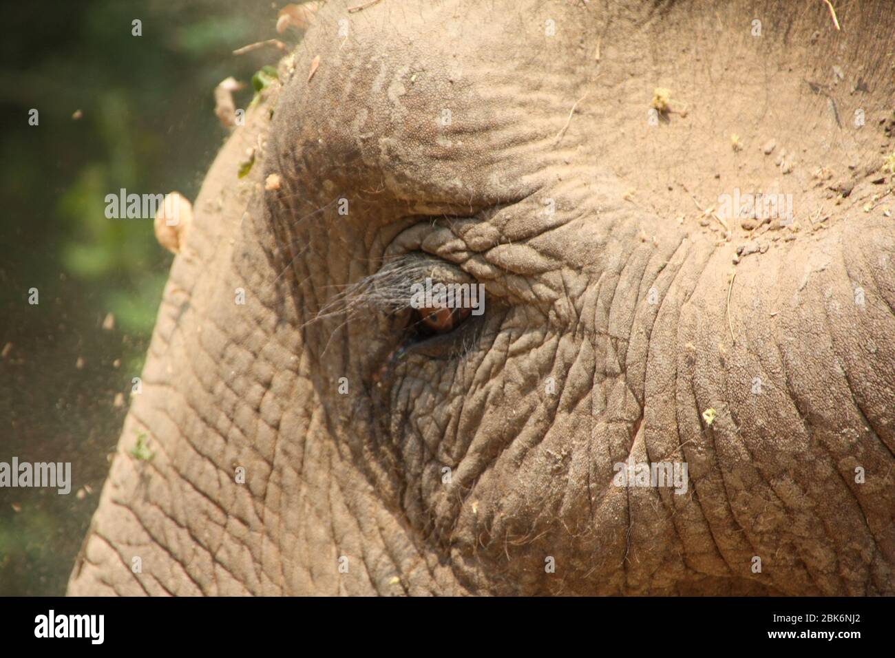 Outdoor safari shot hi-res stock photography and images - Alamy