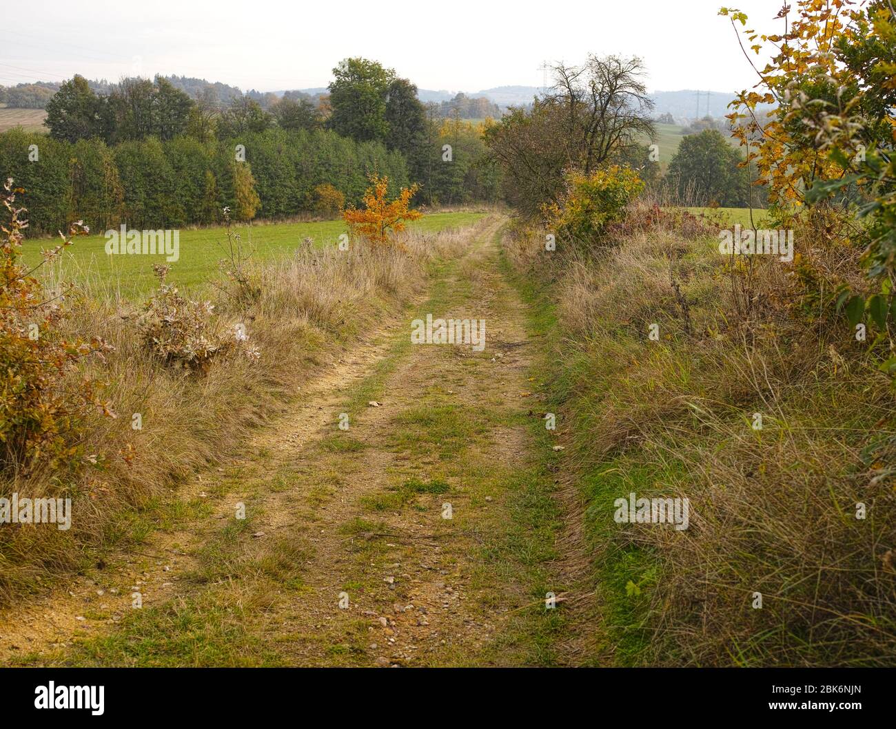 Oald tree hi-res stock photography and images - Alamy