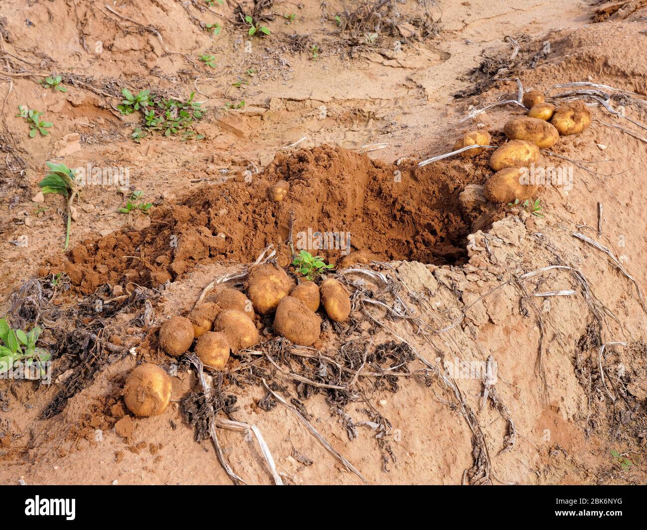 Fresh dug up ripe Potatoes on the ground in a small organic farm Stock ...