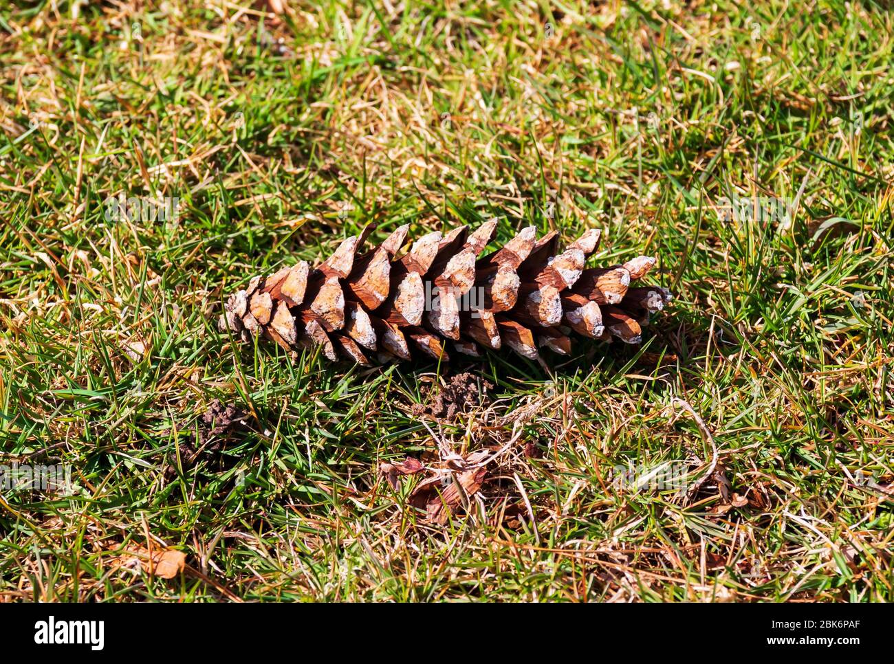 Pine cone lying on ground hi-res stock photography and images - Alamy