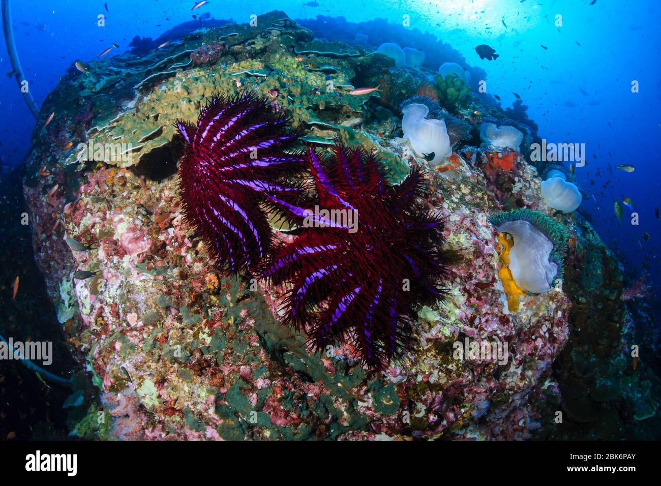 Indian ocean starfish hi-res stock photography and images - Alamy