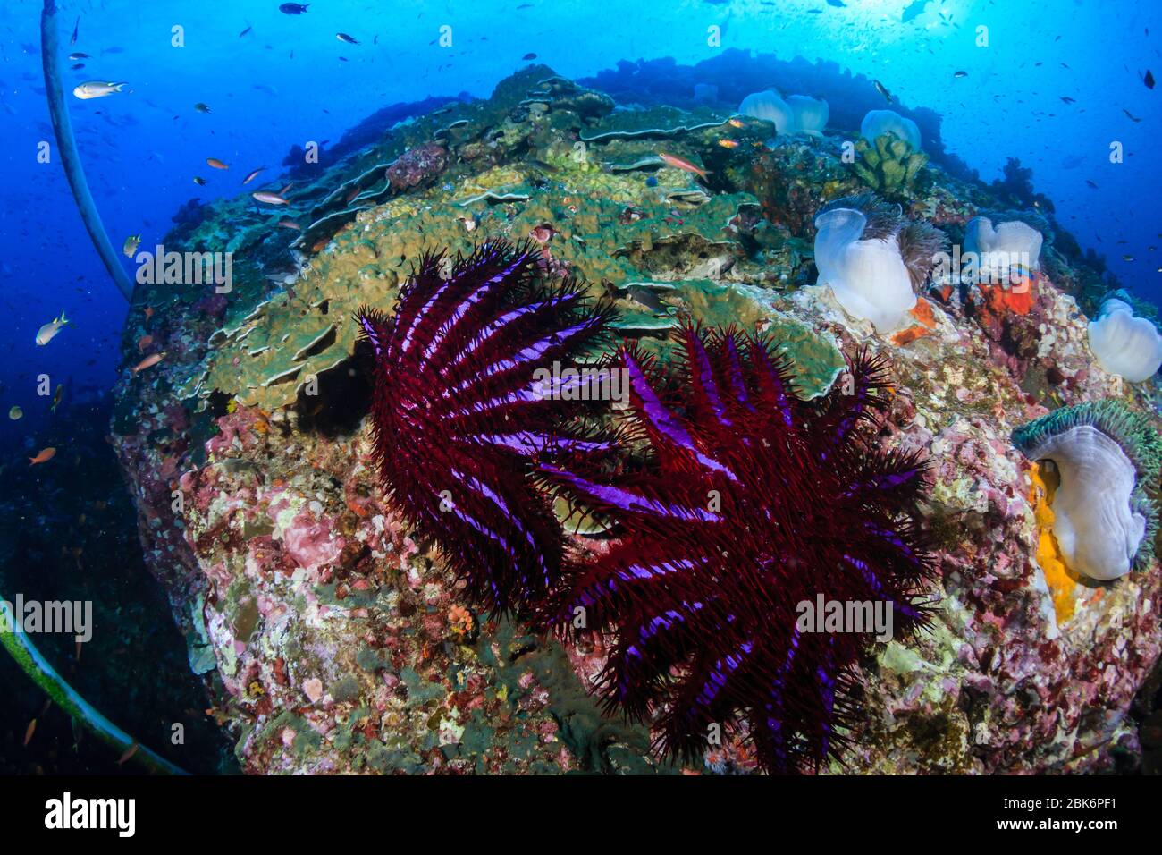 Predatory Crown of Thorns Starfish feeding on and damaging a tropical ...