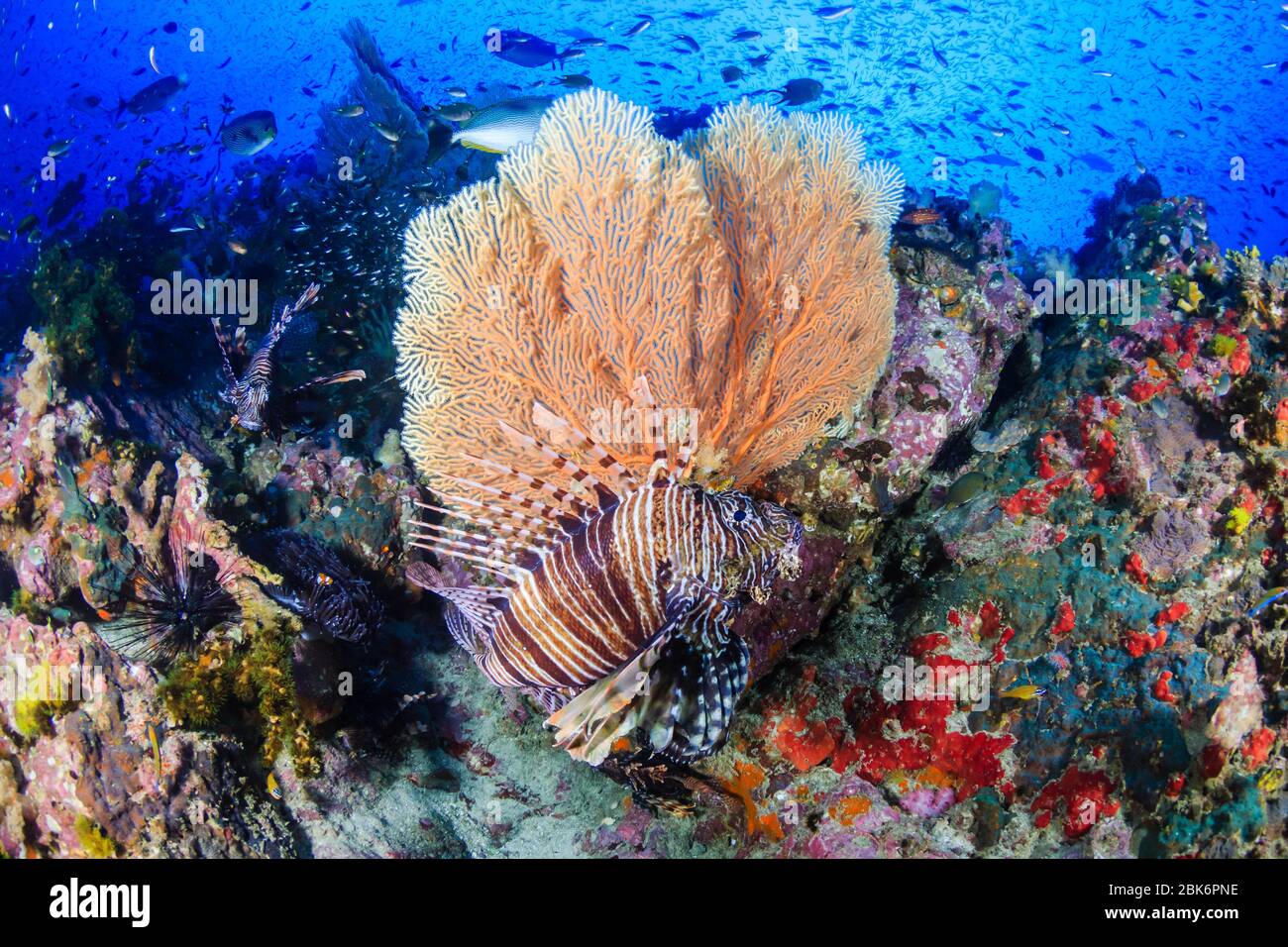 A colorful, beautiful Lionfish surrounded by corals and tropical fish ...