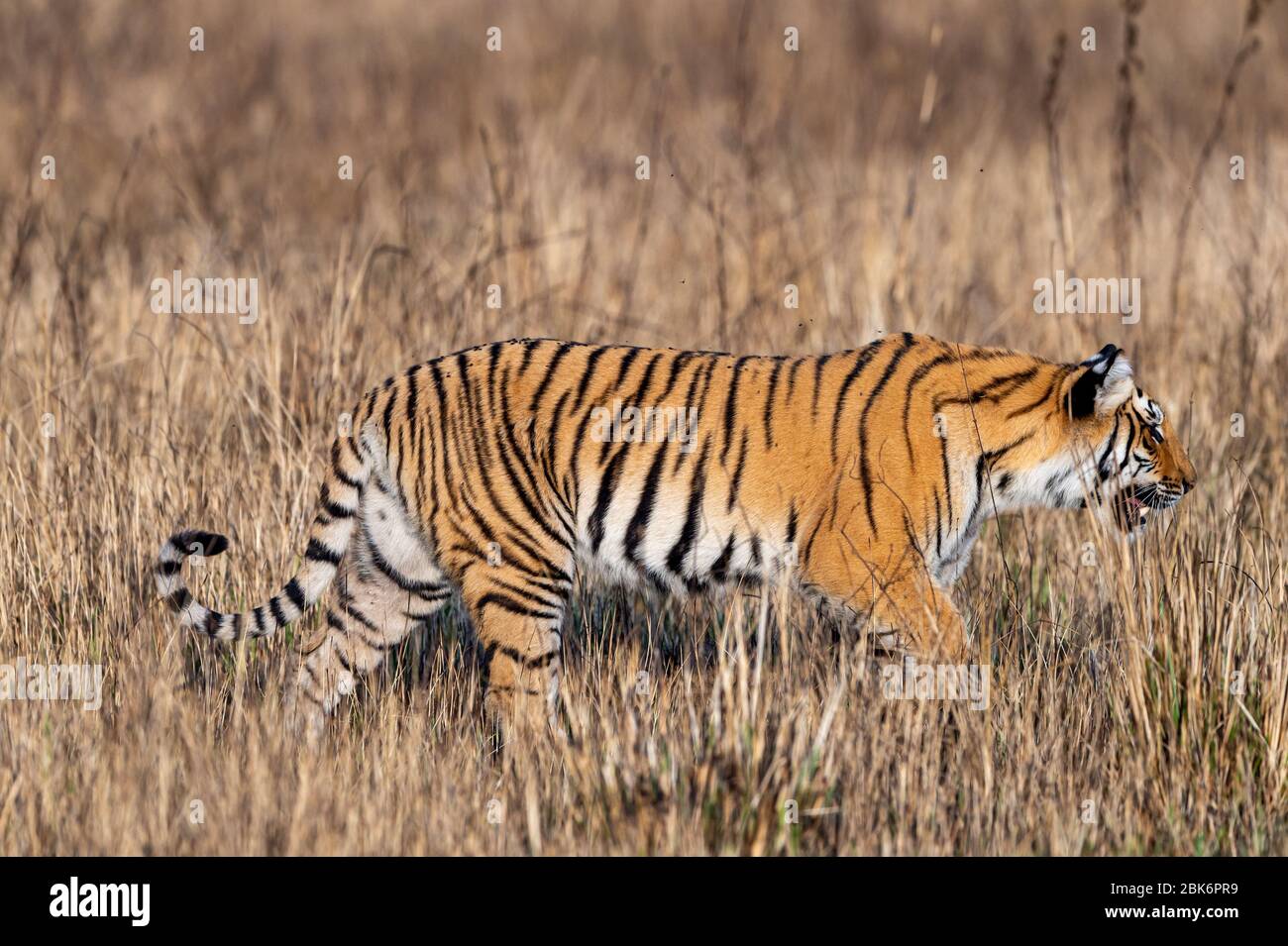 Tiger Walking Side View