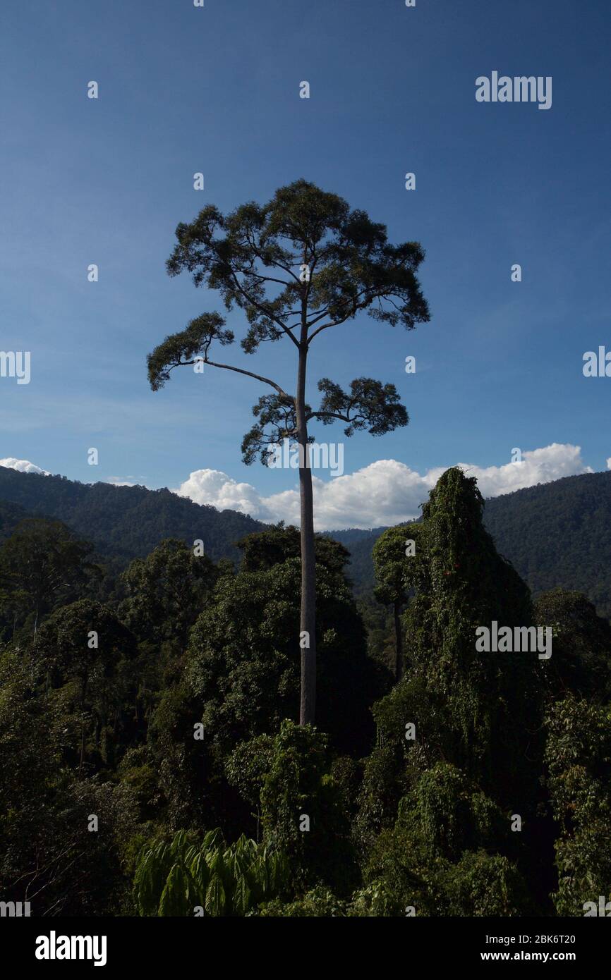 Trees and landscape view of Maliau Basin Conservation Area, Sabah ...