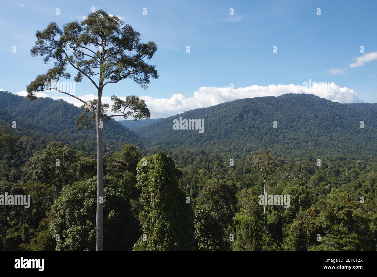 Trees and landscape view of Maliau Basin Conservation Area, Sabah ...