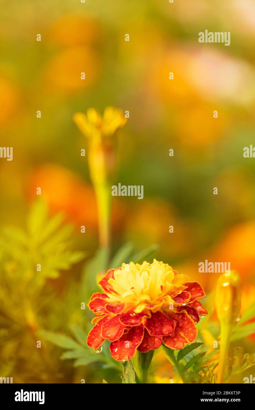 Soft nature background hi-res stock photography and images - Alamy