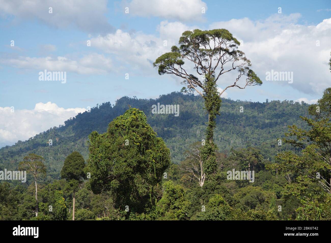 Trees and landscape view of Maliau Basin Conservation Area, Sabah ...