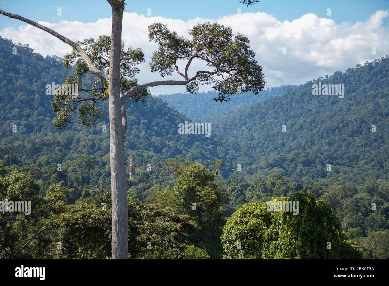 Trees and landscape view of Maliau Basin Conservation Area, Sabah ...