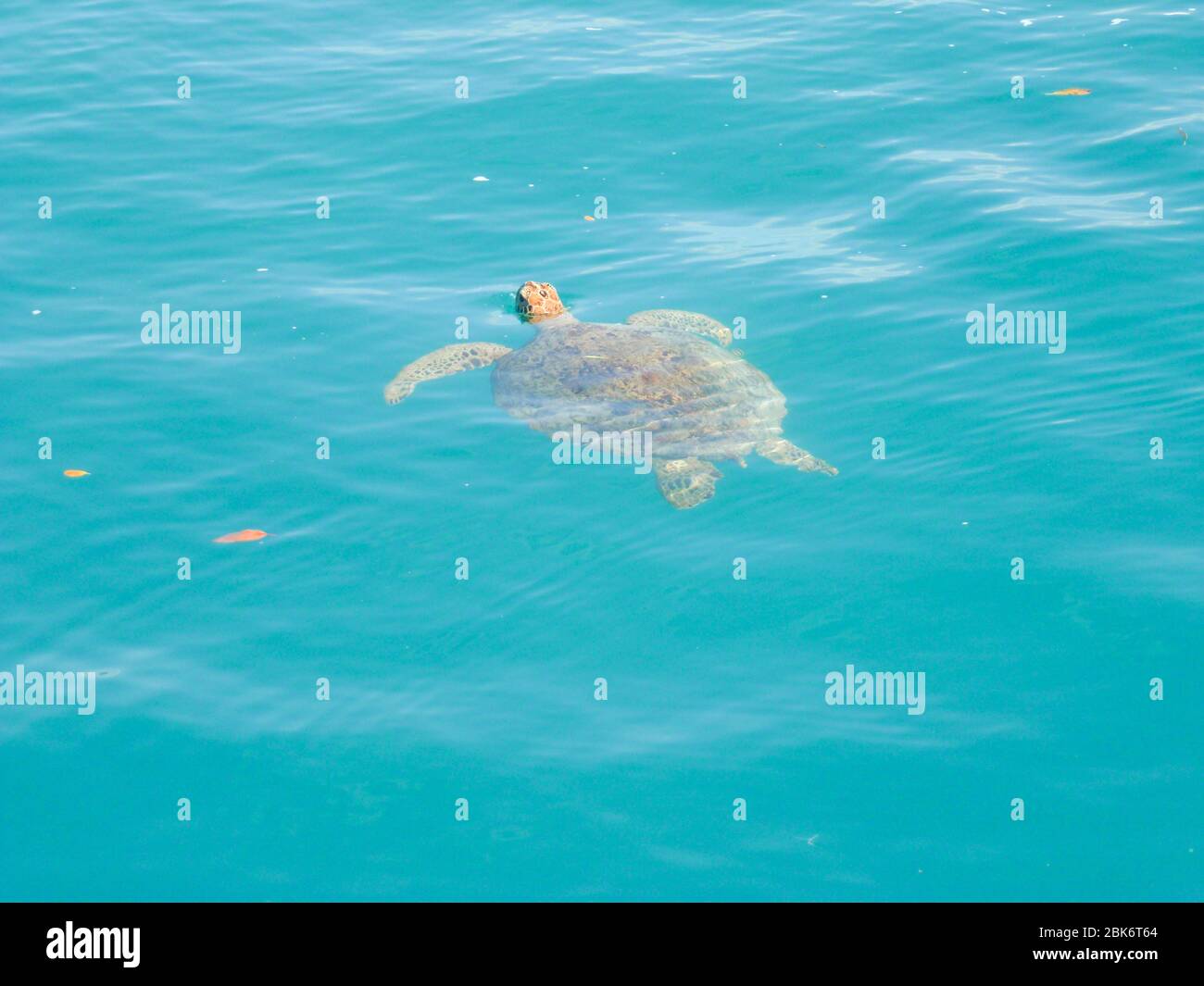 Turtle swimming above water hi-res stock photography and images - Alamy
