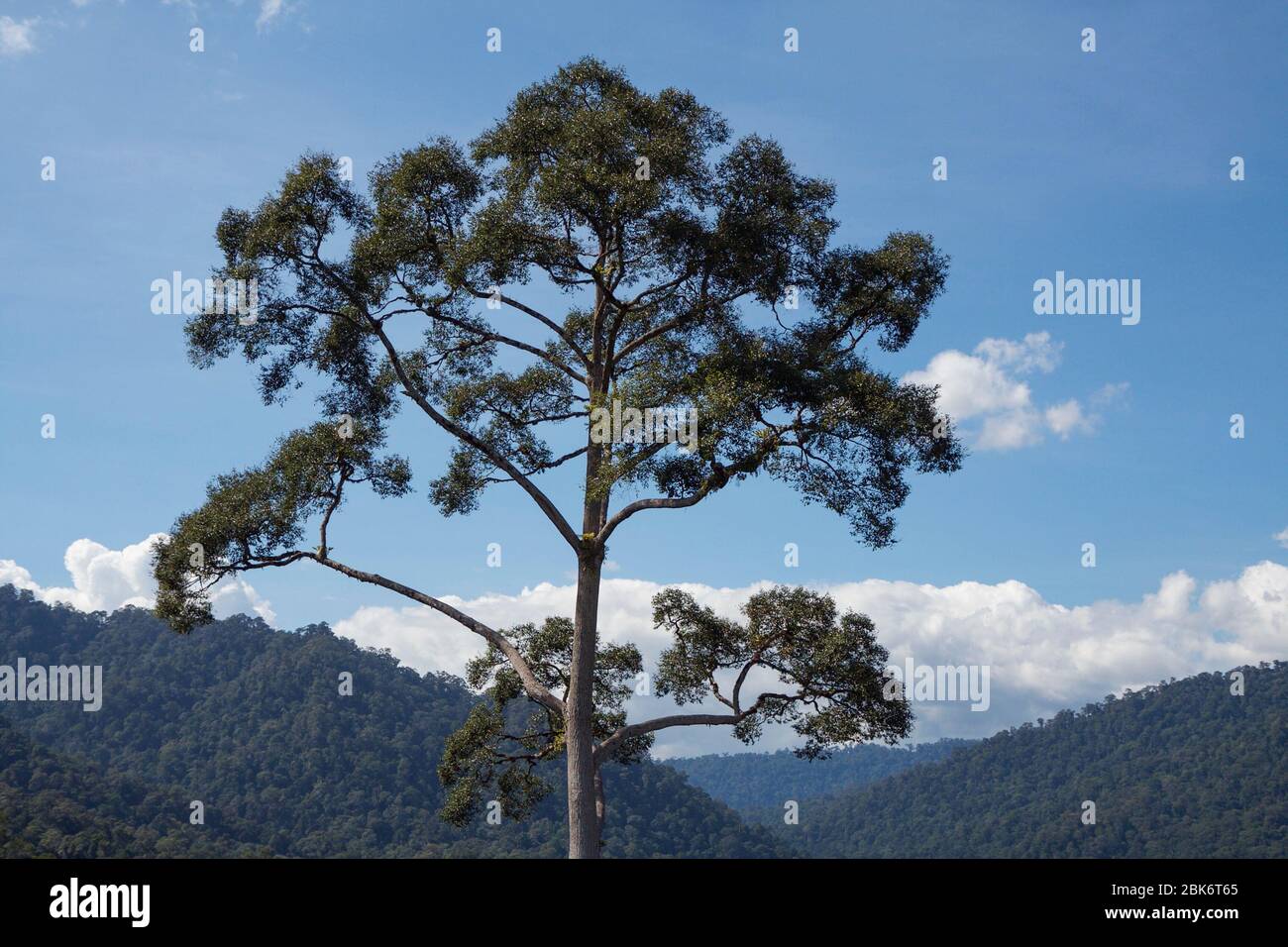 Trees and landscape view of Maliau Basin Conservation Area, Sabah ...