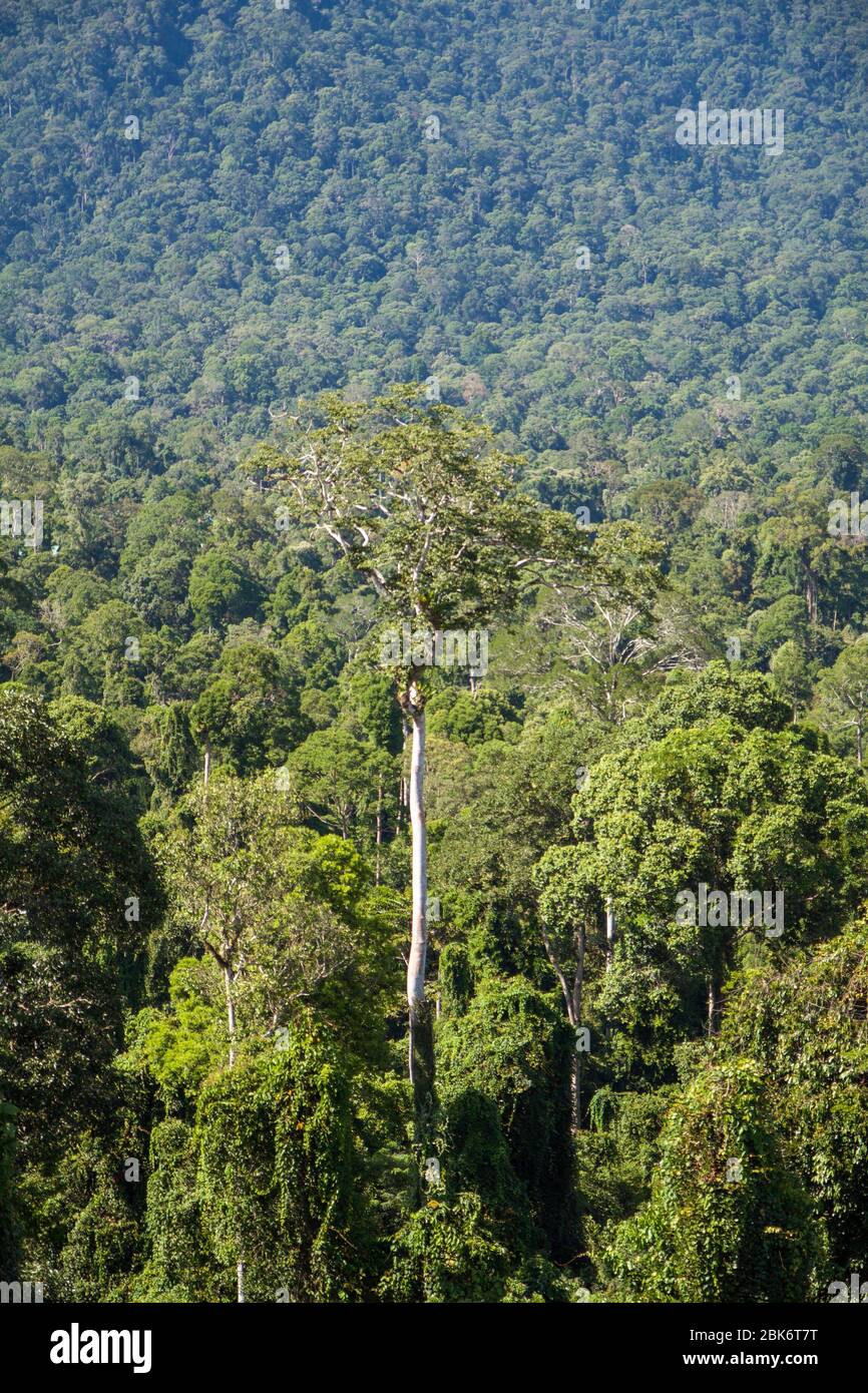 Trees and landscape view of Maliau Basin Conservation Area, Sabah ...