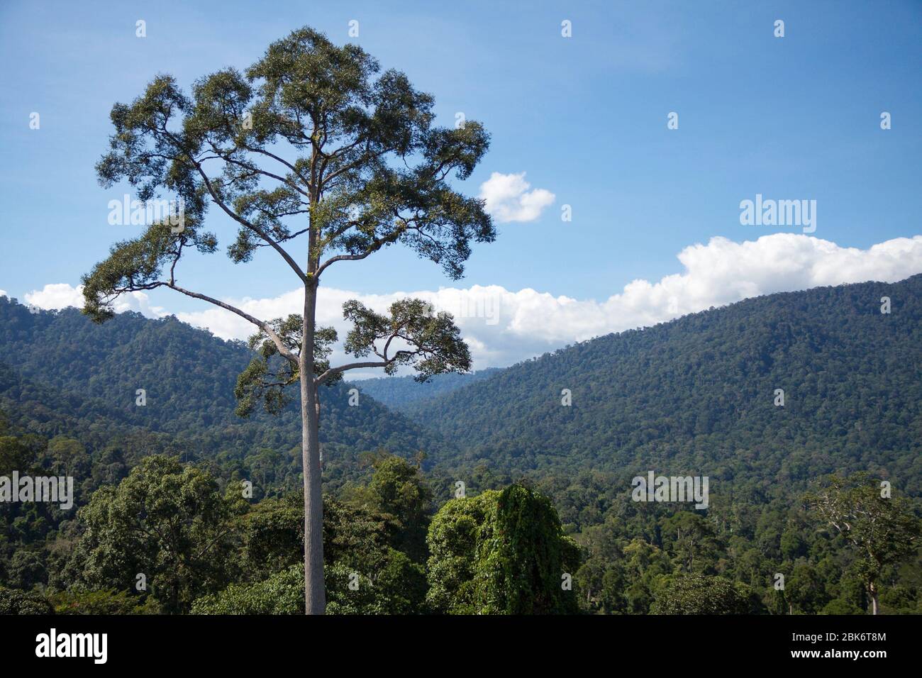 Trees and landscape view of Maliau Basin Conservation Area, Sabah ...