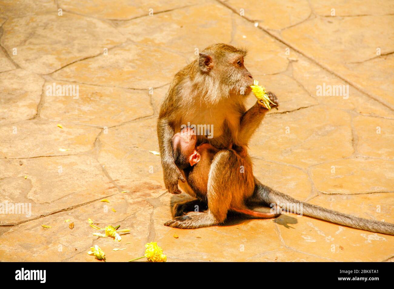Monkey face flower hi-res stock photography and images - Alamy