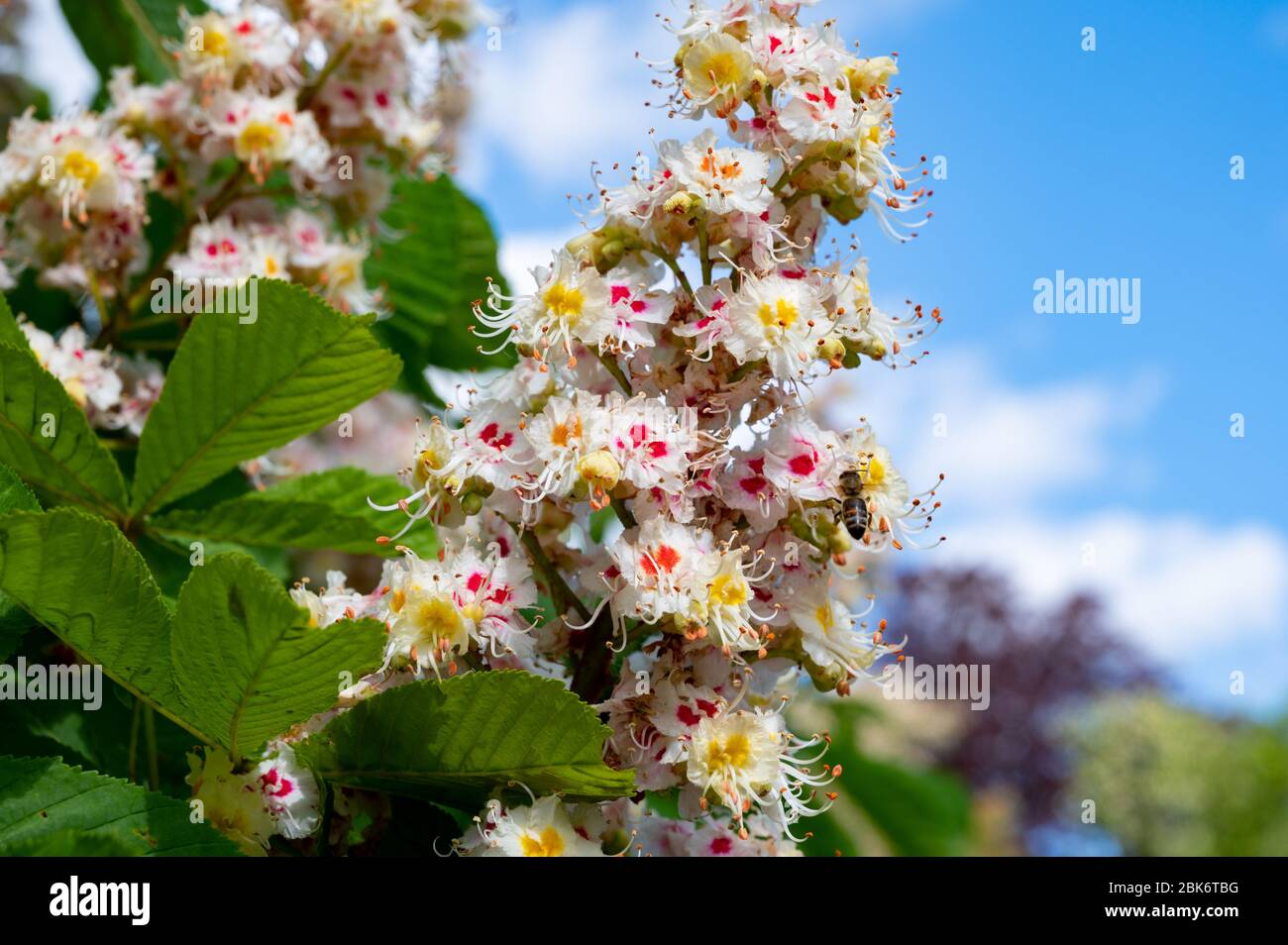 Spring white blossom of chesnut trees and pollination on flowers by ...
