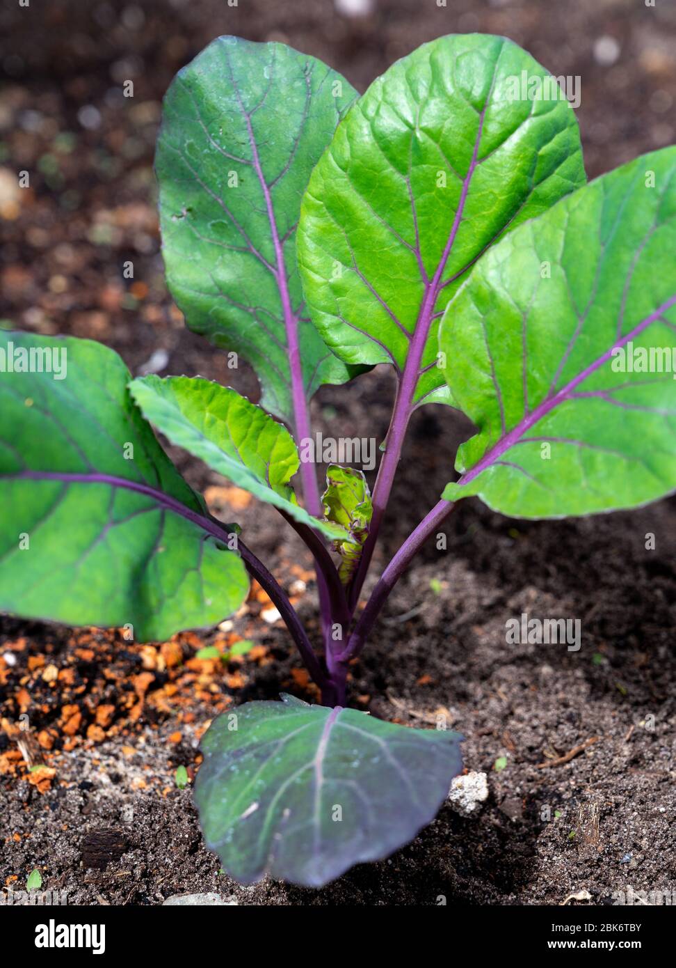 Young shoots of purple Brussels sprouts cabbage plant growing on ...