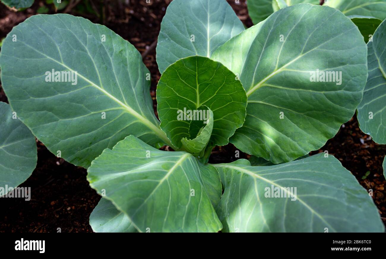 Young shoots of white cabbage plant growing on organic farm close up ...