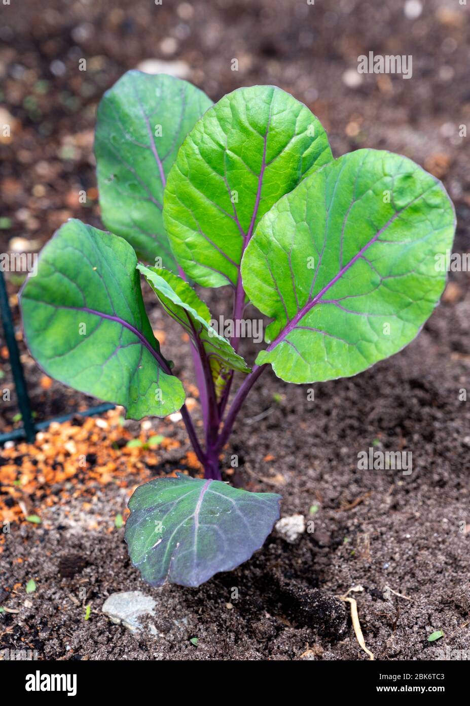 Young shoots of purple Brussels sprouts cabbage plant growing on ...