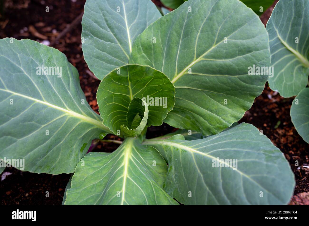 Young shoots of white cabbage plant growing on organic farm close up ...