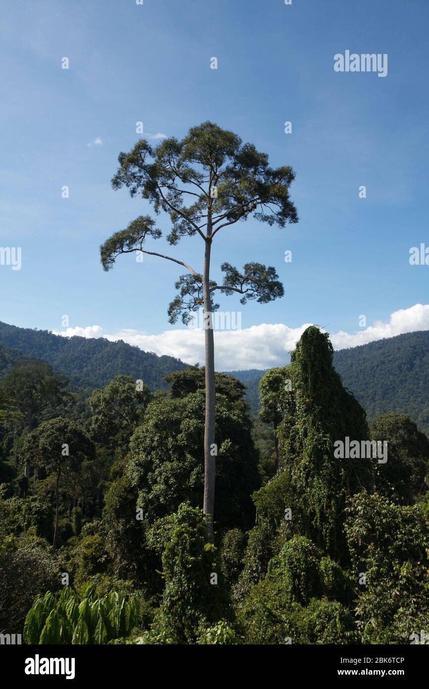 Trees and landscape view of Maliau Basin Conservation Area, Sabah ...