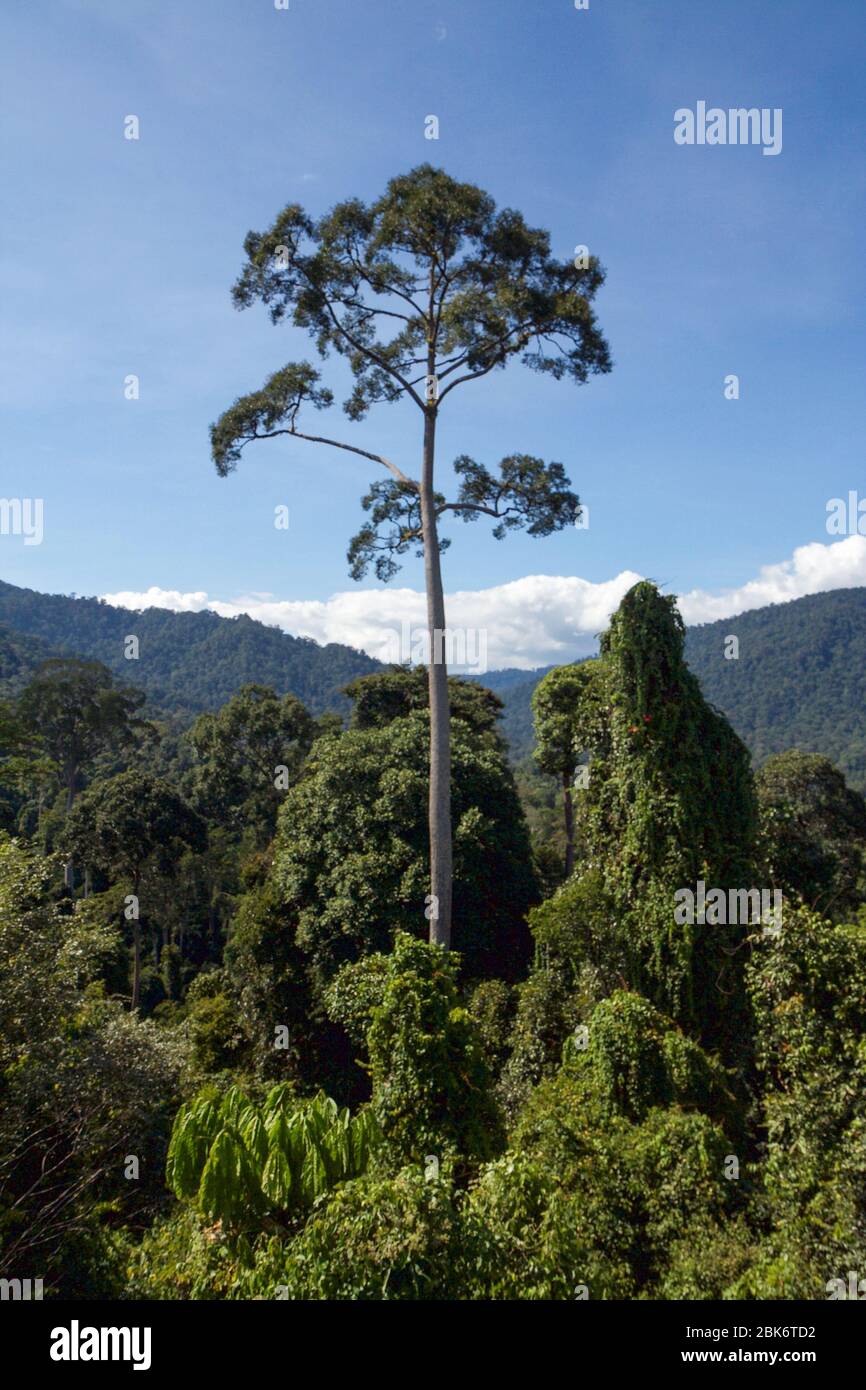 Trees and landscape view of Maliau Basin Conservation Area, Sabah ...
