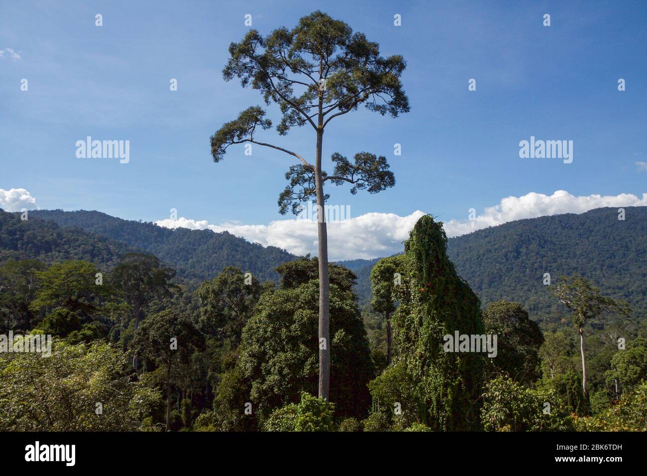 Trees and landscape view of Maliau Basin Conservation Area, Sabah ...