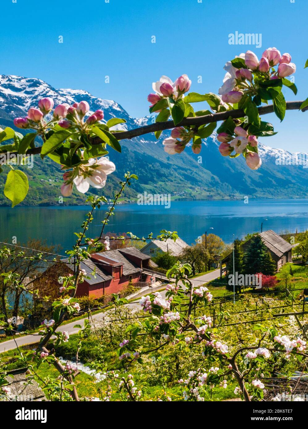 Blooming apple trees by the Hardanger Fjord in Western Norway Stock ...