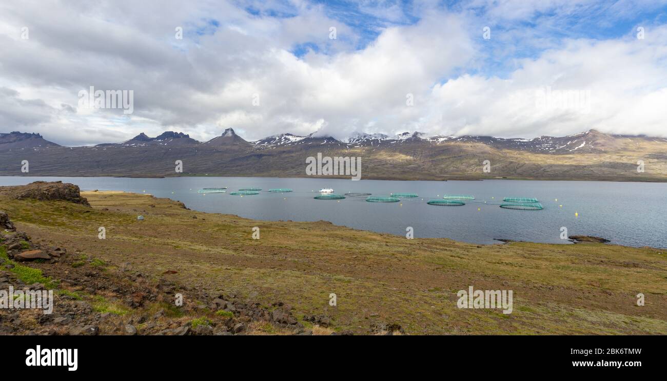 Panorama of salmon fish farm, run by Ice Fish Farm, on Berufjordur in ...